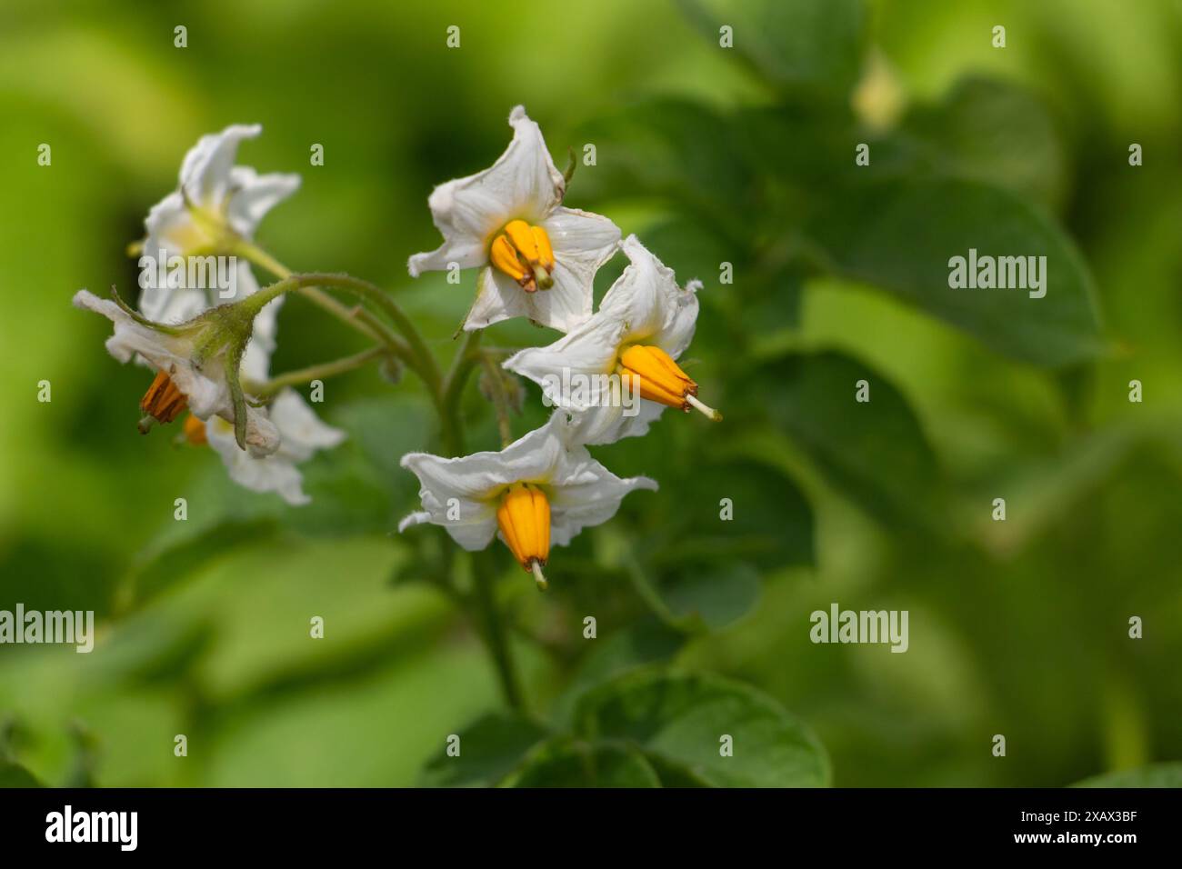 Flowering potatoes potato plantation hi-res stock photography and ...