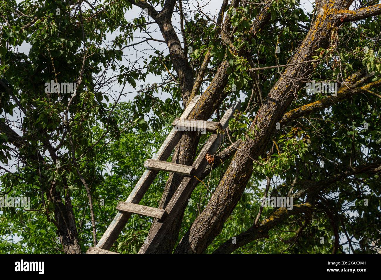 Old wooden ladder tree trunk hi-res stock photography and images - Alamy