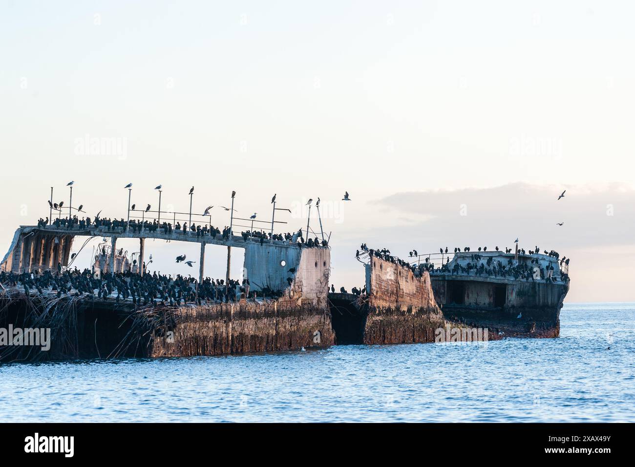 Close-up of the SS Palo Alto, an old World War II shipwreck around ...
