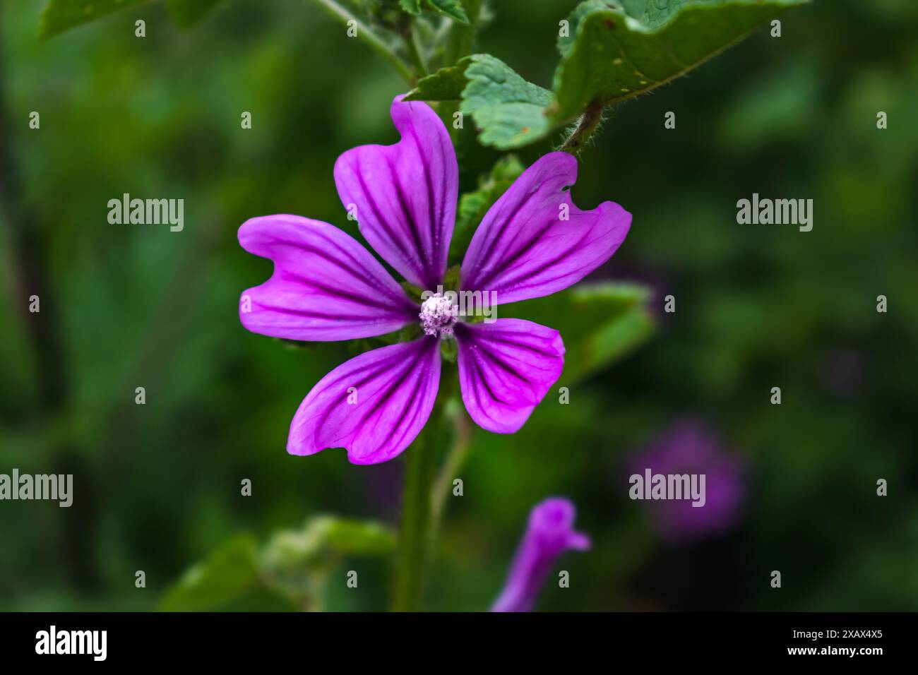 Mallow flower at the side of a road, malva sylvestris Stock Photo - Alamy