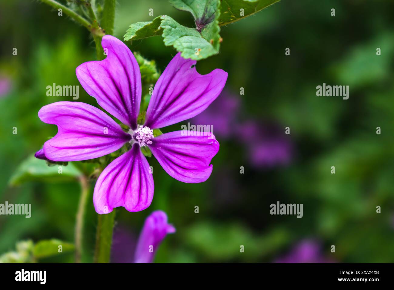 Mallow flower at the side of a road, malva sylvestris Stock Photo - Alamy