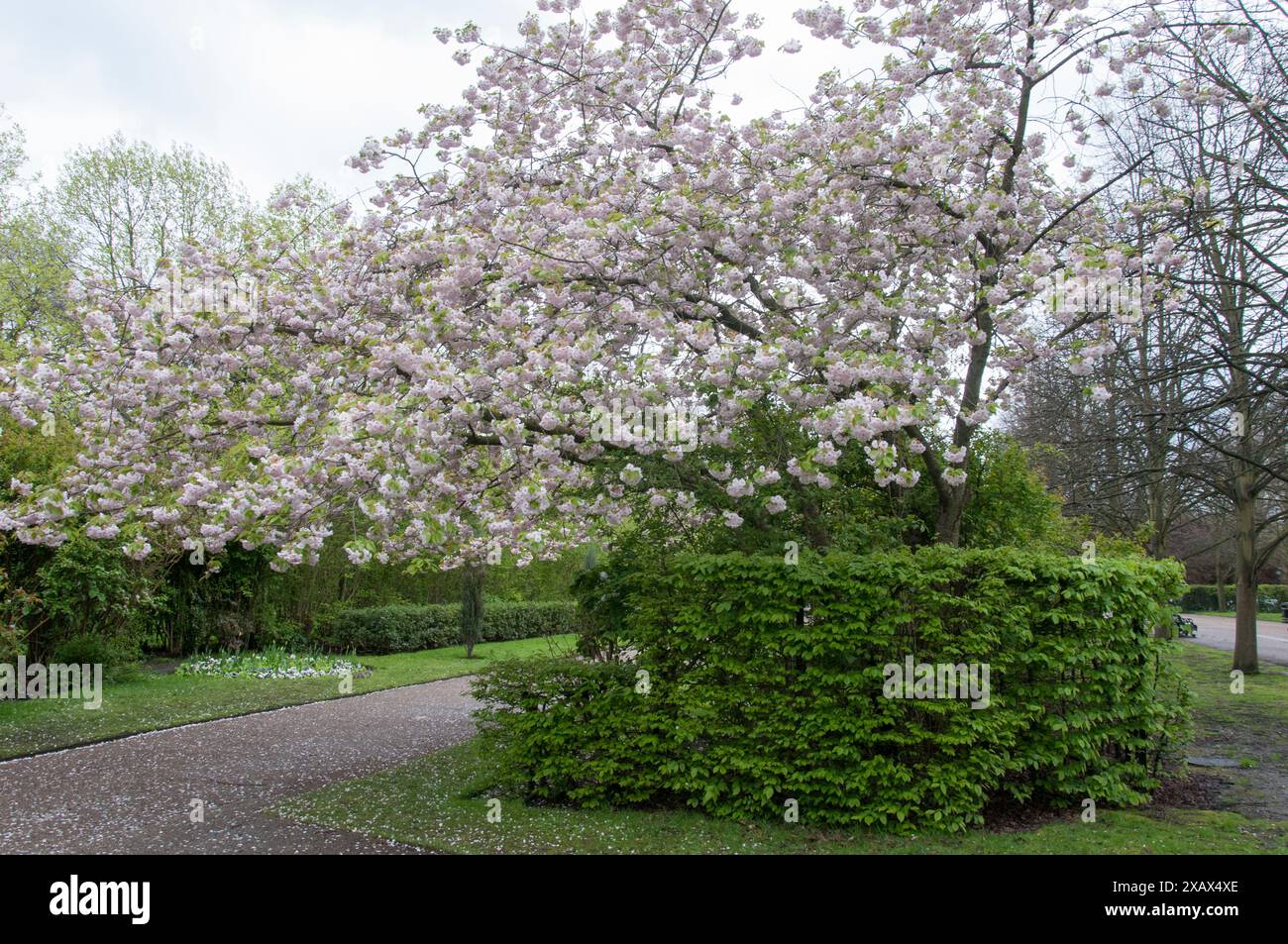 English park spring hi-res stock photography and images - Alamy