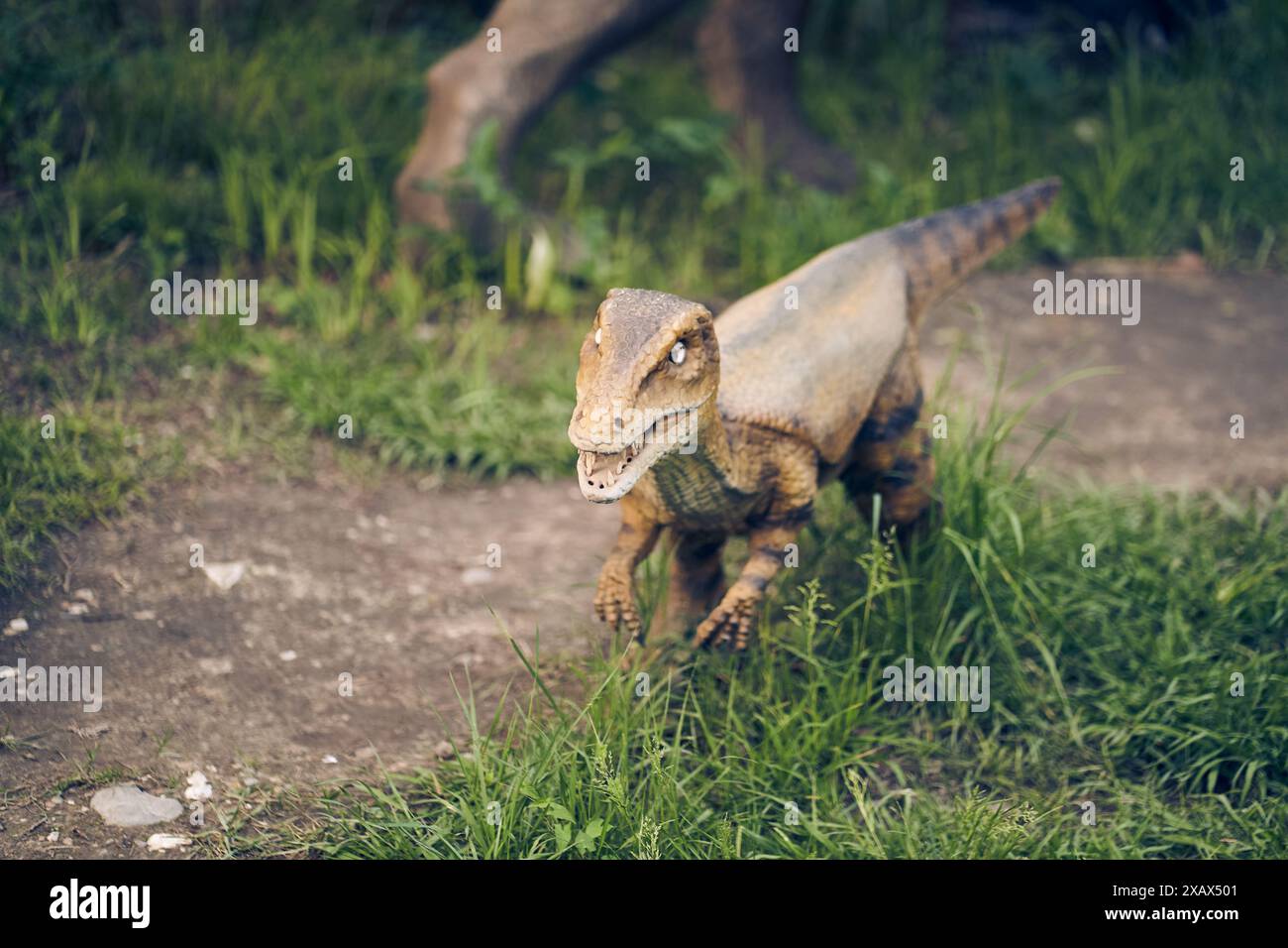 A velociraptor stands against a background of grass. This dinosaur ...