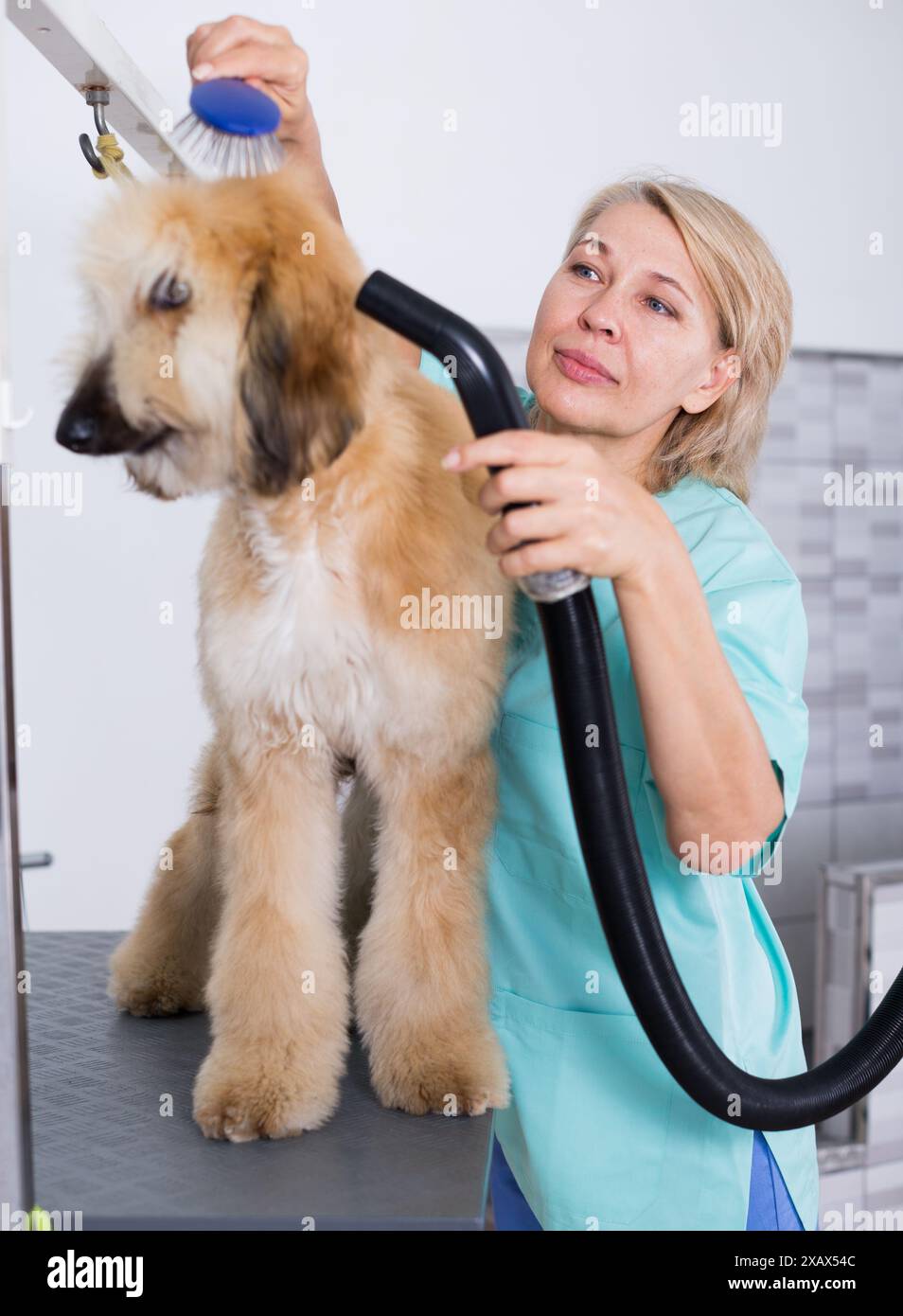 Hairdresser professional dries hair by fen dog fur Afghan hound dog in ...