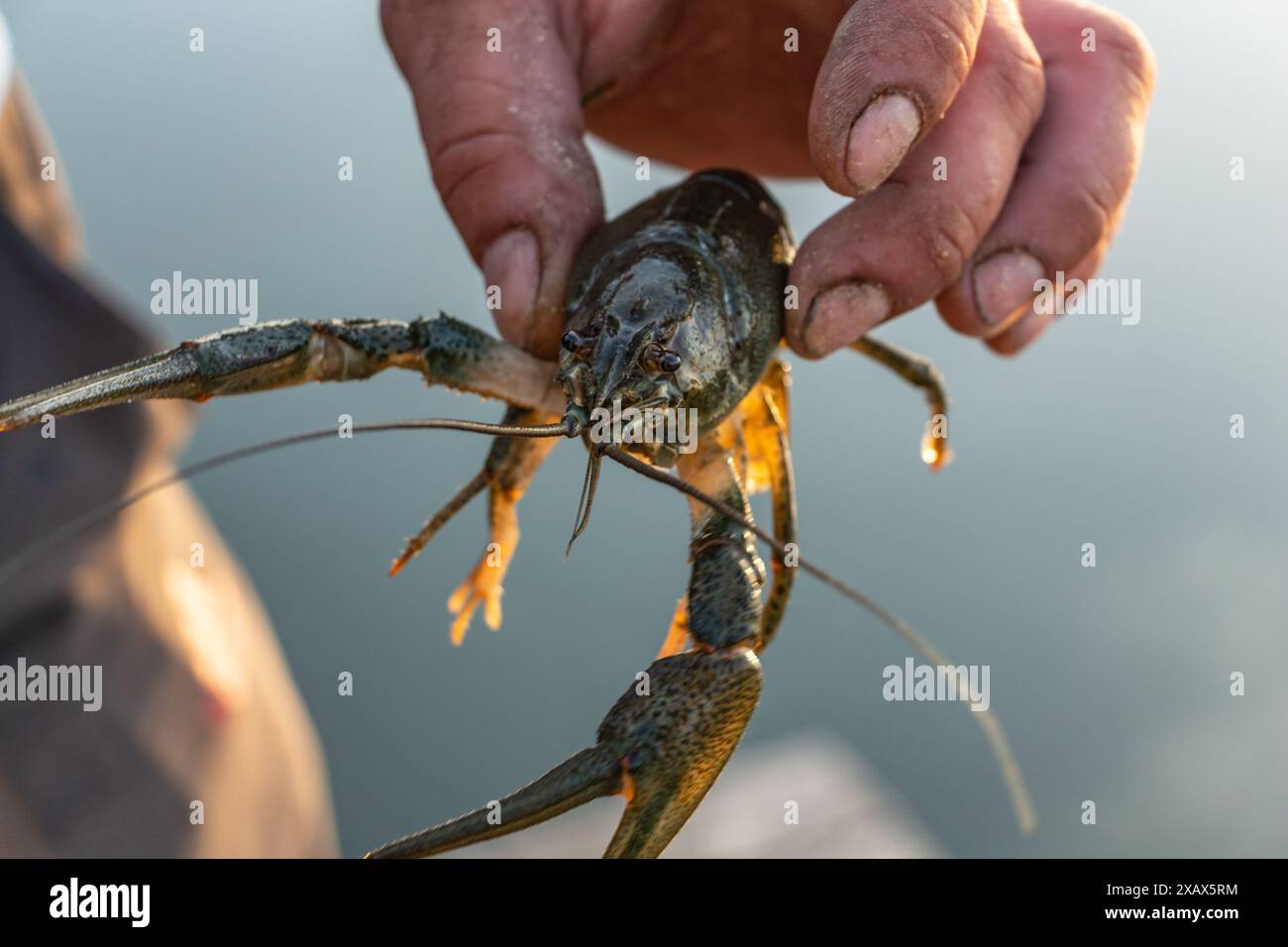 Catching crayfish while fishing, crayfish close-up Stock Photo - Alamy