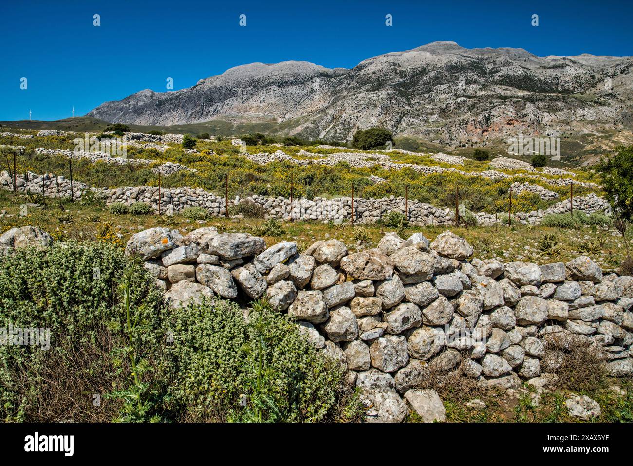 Remnants of ancient Minoan Town of Rizinia, Prinia Archaeological Site ...