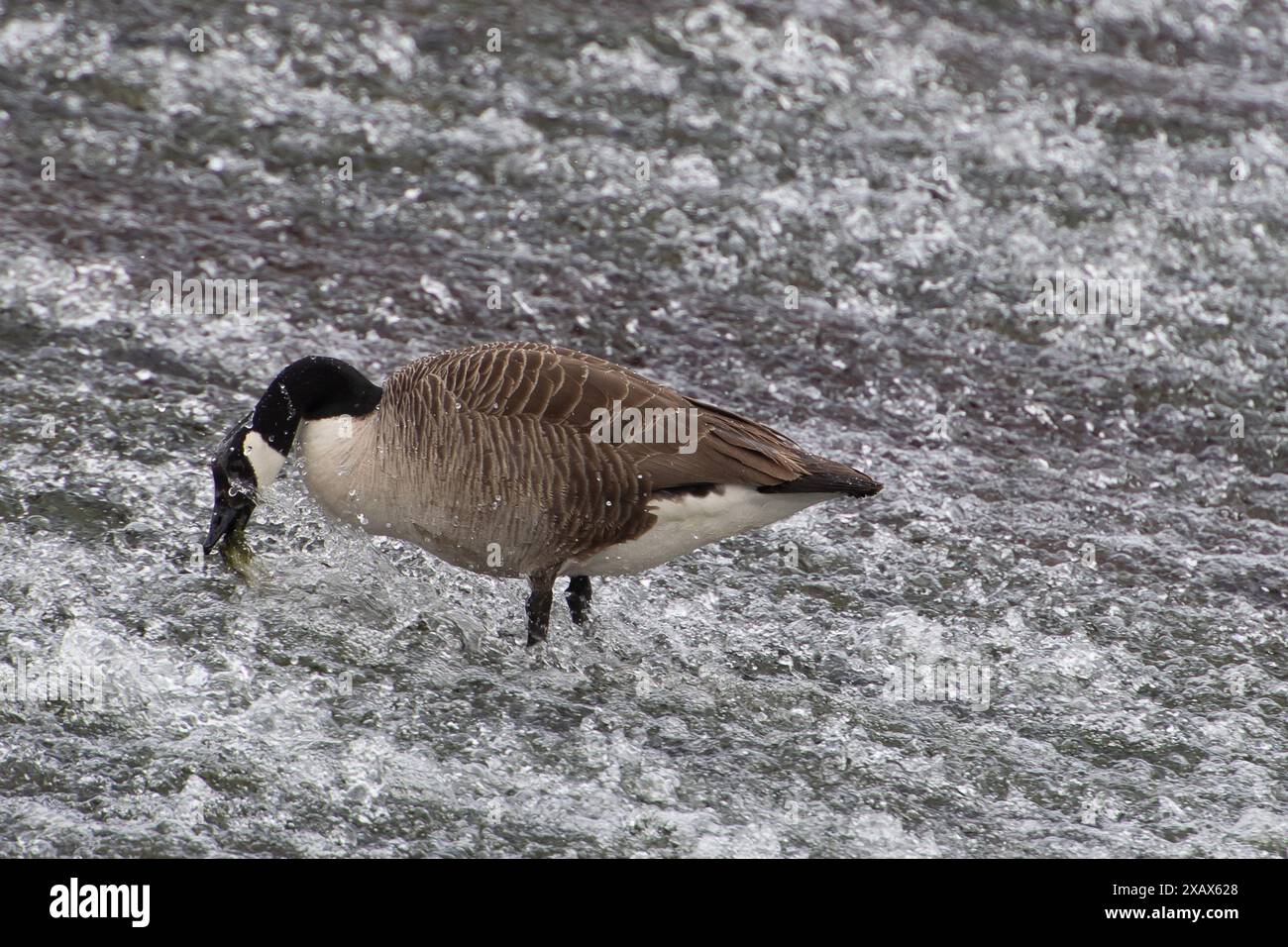 Jubilee river eton wick windsor hi-res stock photography and images - Alamy