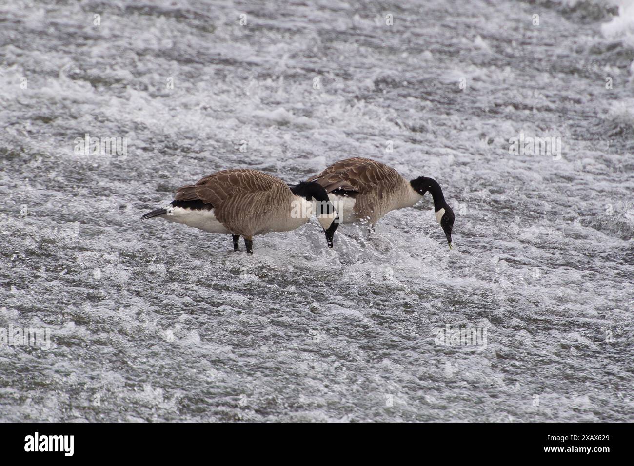 Eton Wick, UK. 9th June, 2024. Canada Geese feed on weed at a weir on ...