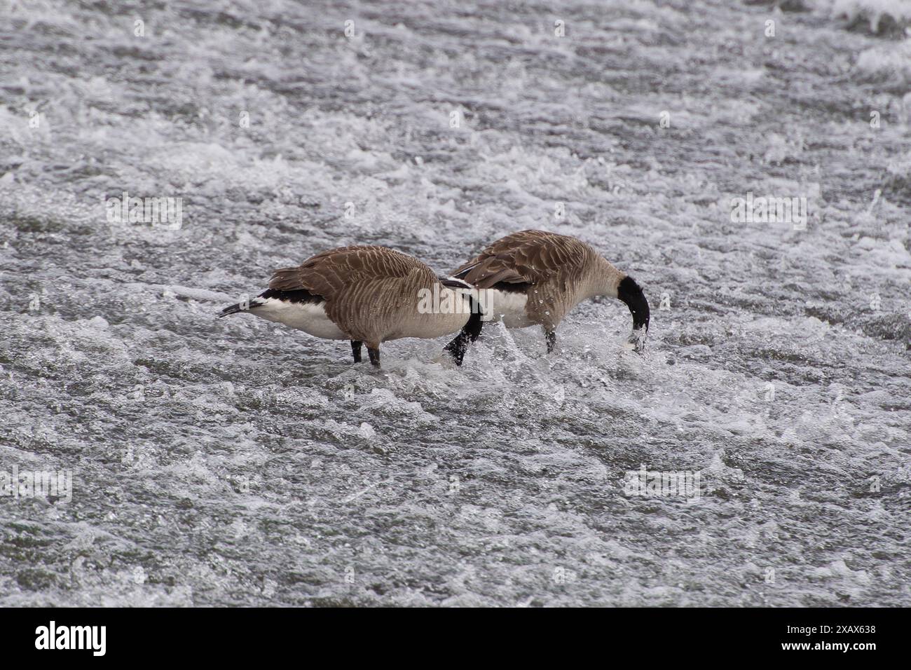 Eton Wick, UK. 9th June, 2024. Canada Geese feed on weed at a weir on ...