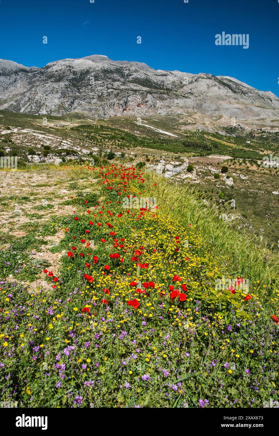 Wildflowers in bloom in May at ancient Minoan Town of Rizinia, Prinia ...