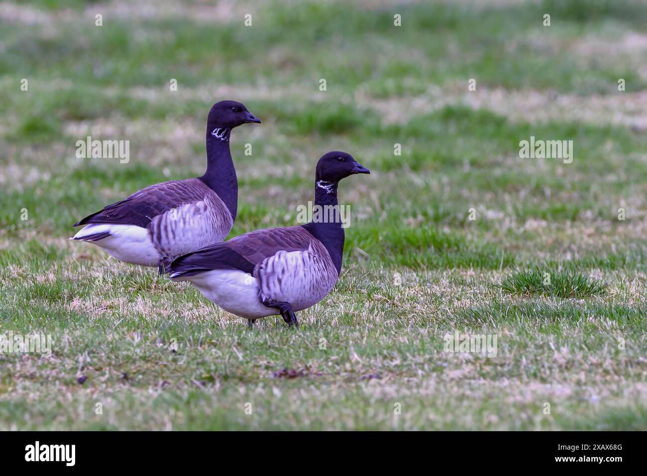 Brant geese (Branta bernicla) from Hvalfjörður, Iceland in May Stock ...