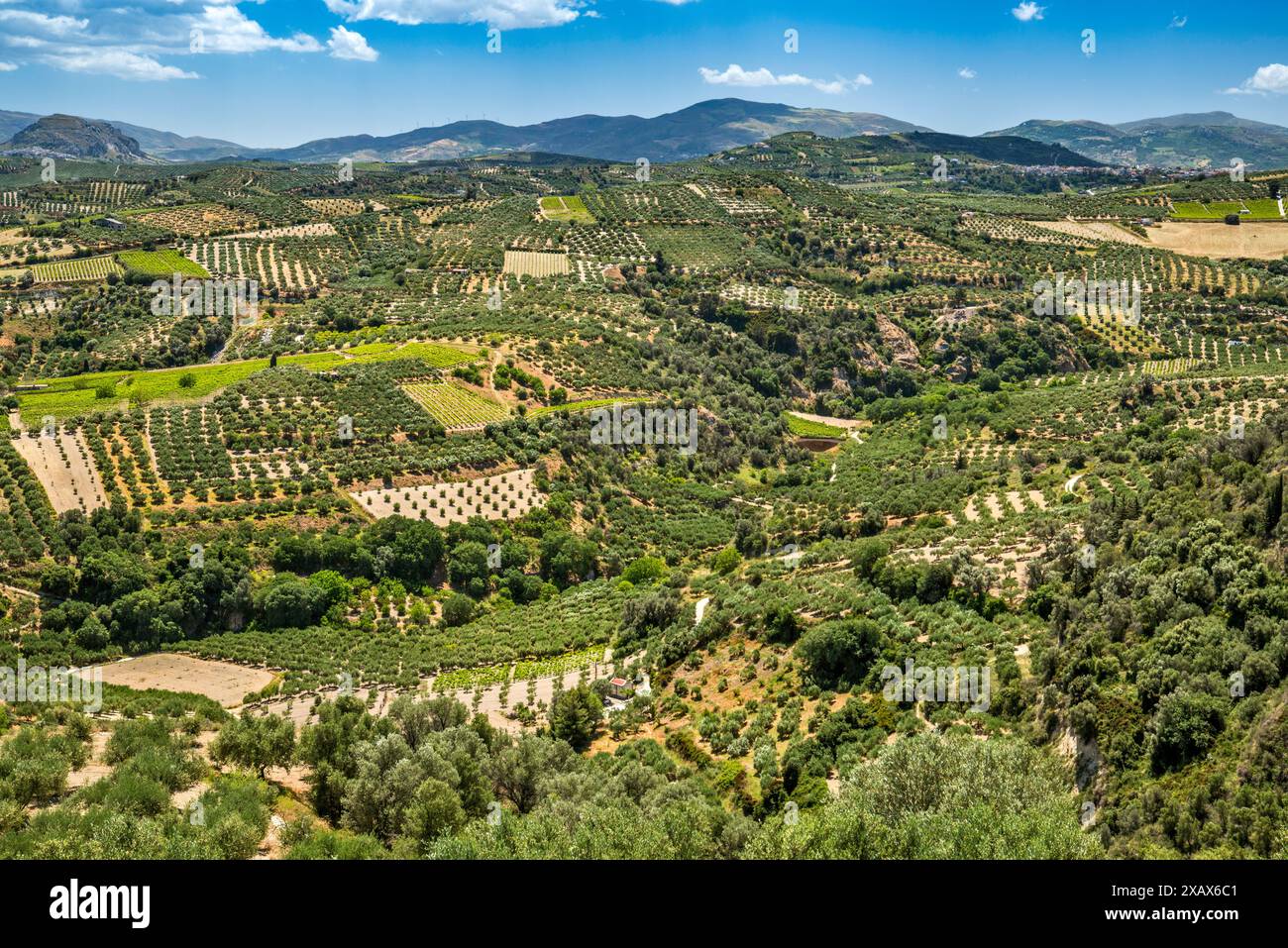 Olive tree orchards near village of Agios Myronas, Livada Plateau area ...