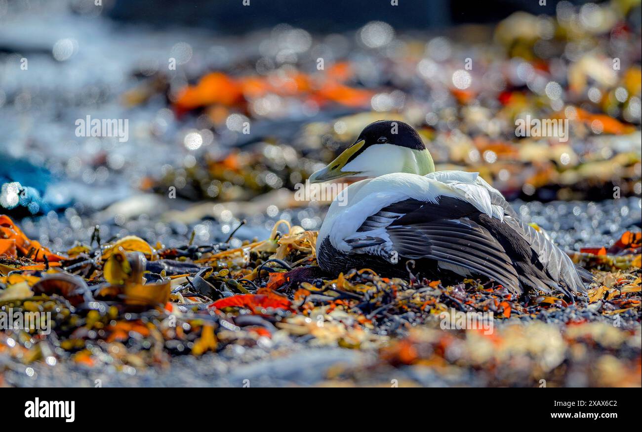 Common eider (Somateria molissima, male) in colorful kelp. Photo from ...