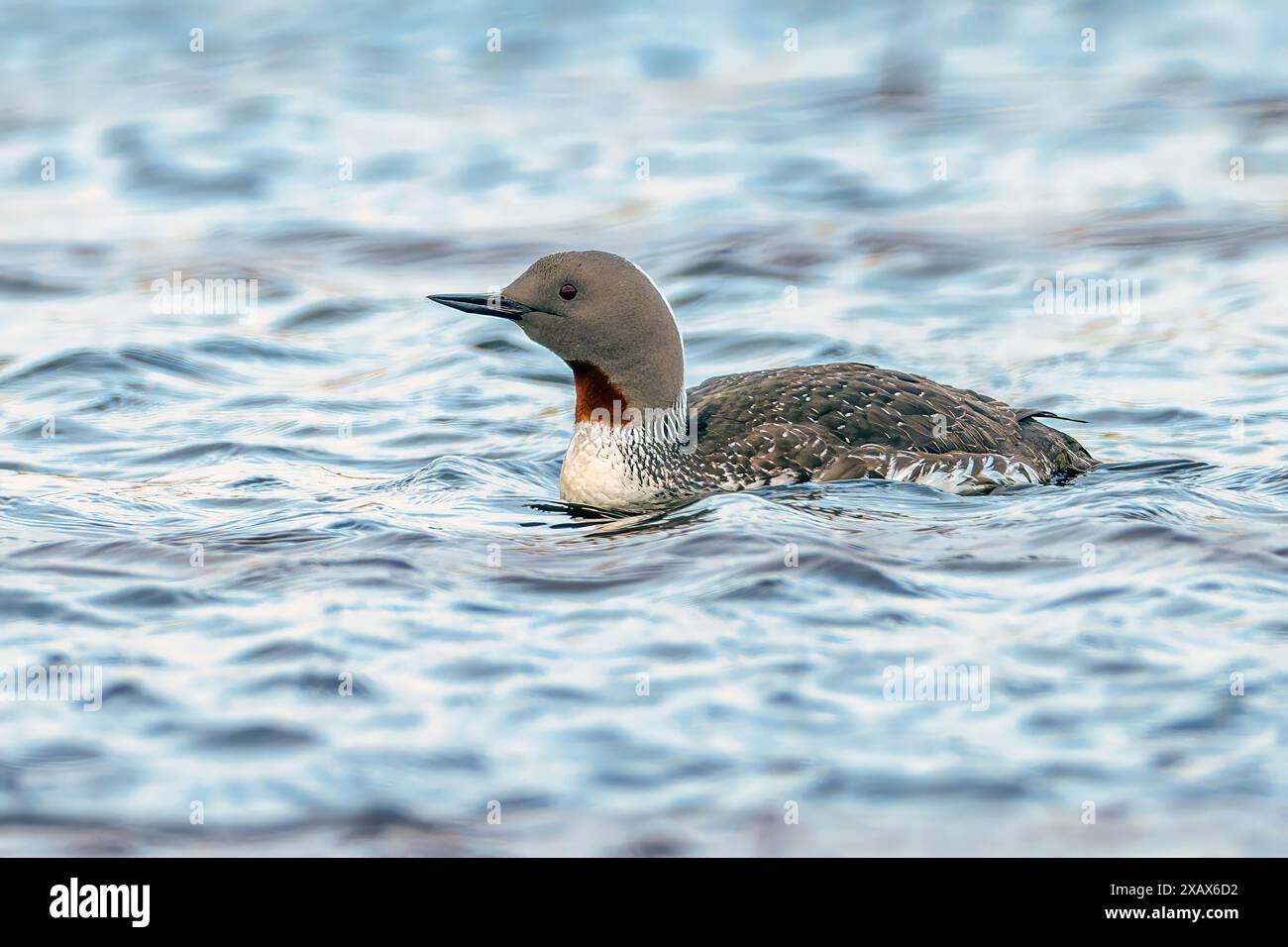Red-throated diver (Gavia stellata) from Myrar, western Iceland in May ...