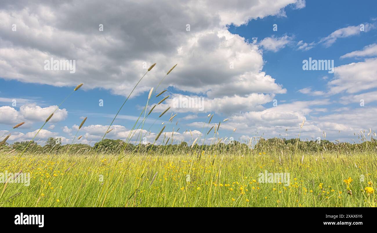 A low angle view of a field of grass and buttercups where stalks of ...