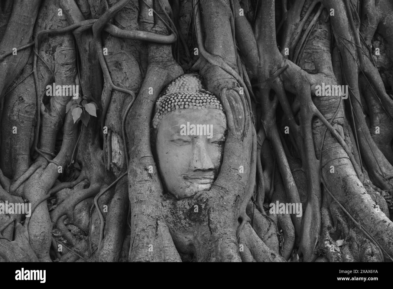 ancient Buddha statue covering by root of bodhi tree in Wat Mahathat ...