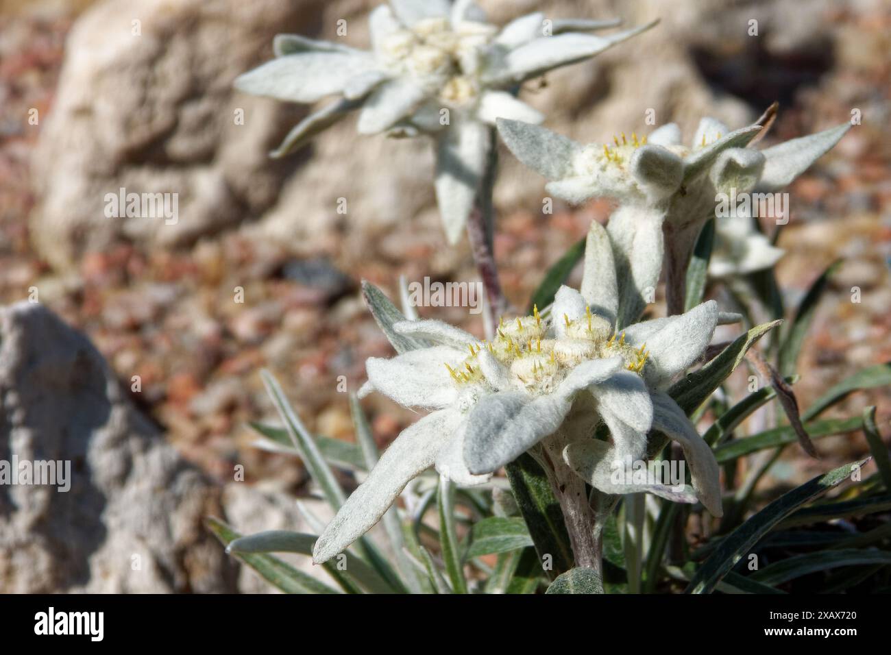 Leontopodium alpinum, commonly called edelweiss, is a clumping, loosely ...