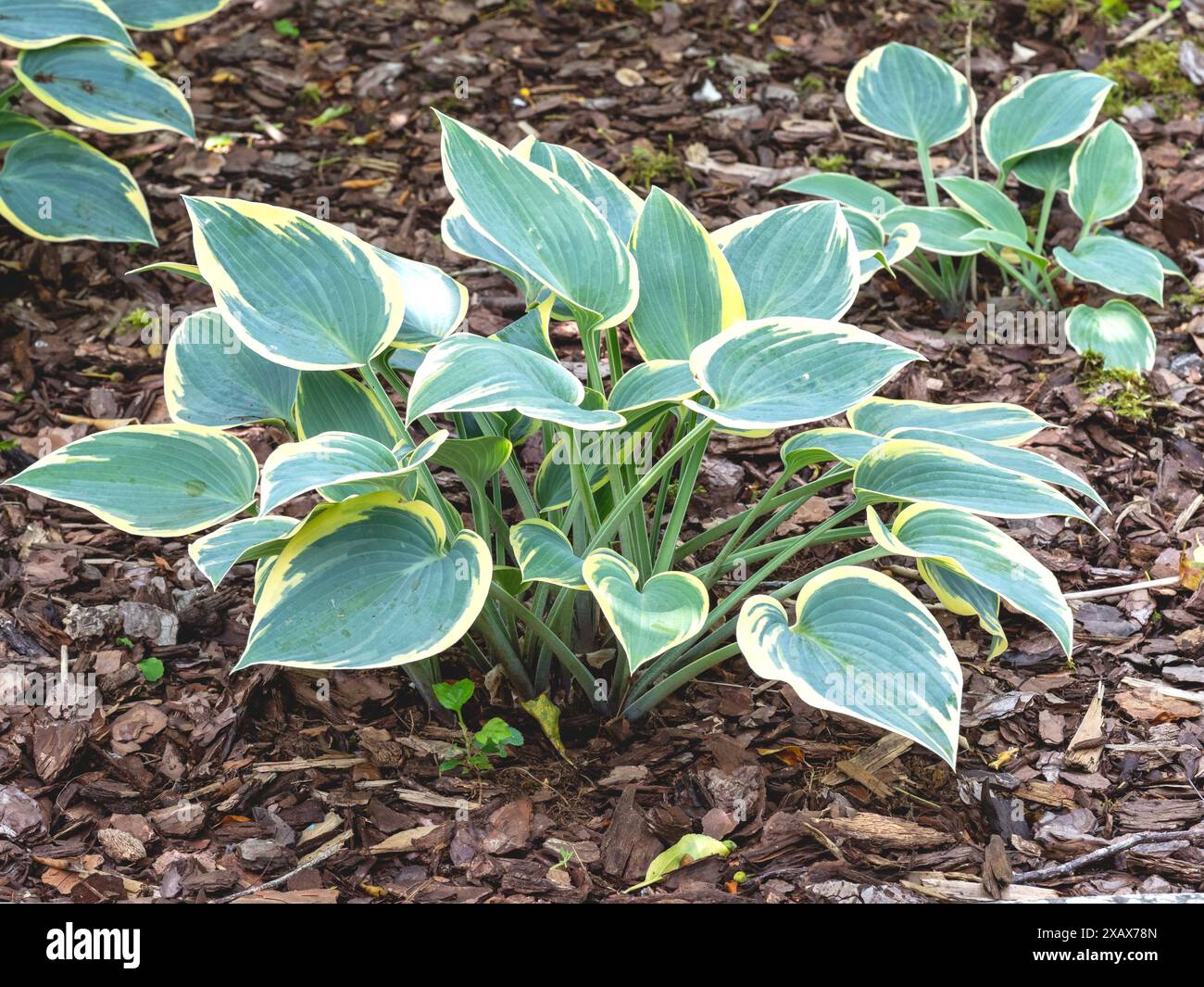 Hosta First Frost plant with variegated leaves in a garden Stock Photo ...