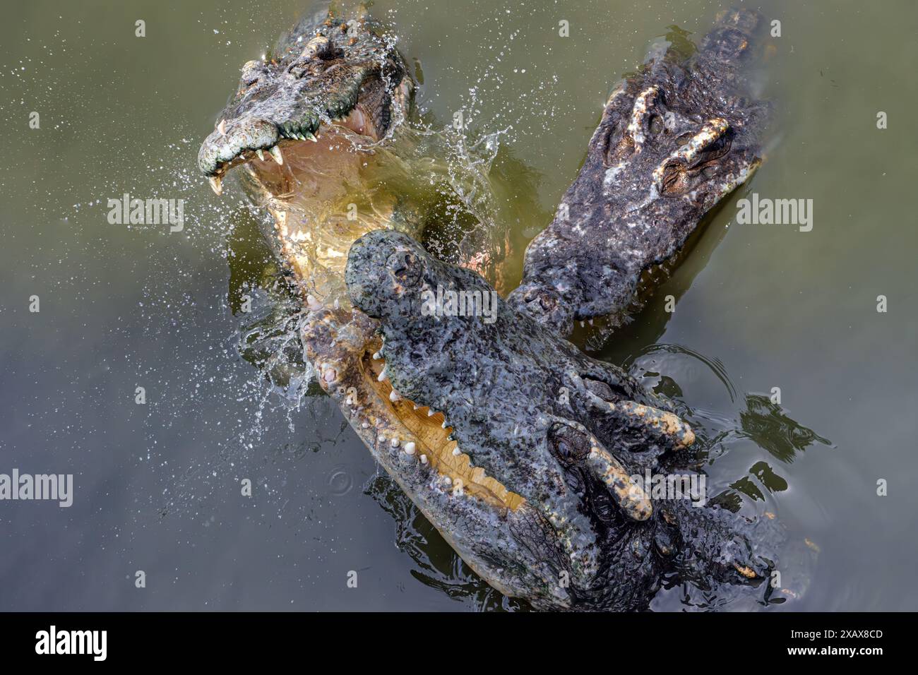 Crocodile fight in the water Stock Photo - Alamy