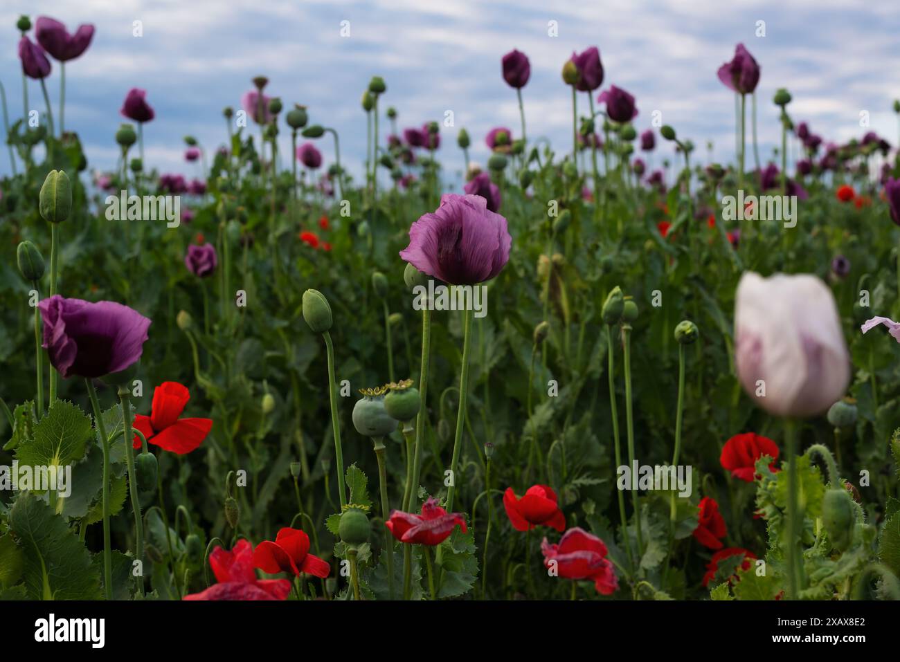 A field of purple-colored opium poppies (Papaver somniferum ...