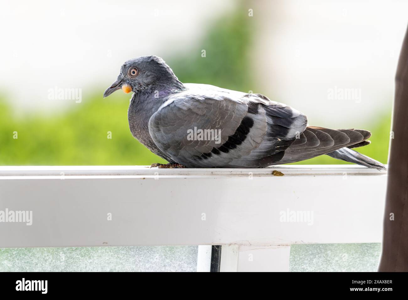 A pigeon sits on the frame of an open window Stock Photo - Alamy