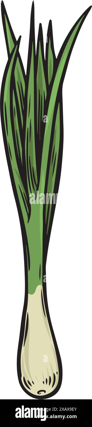 Scallion drawing hi-res stock photography and images - Alamy