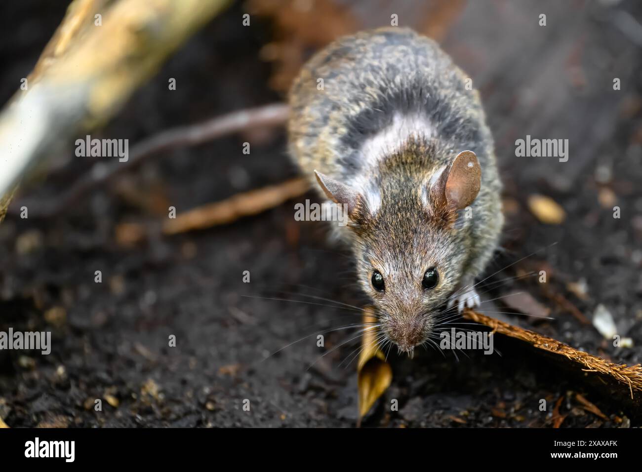 Mus musculus cat hi-res stock photography and images - Alamy