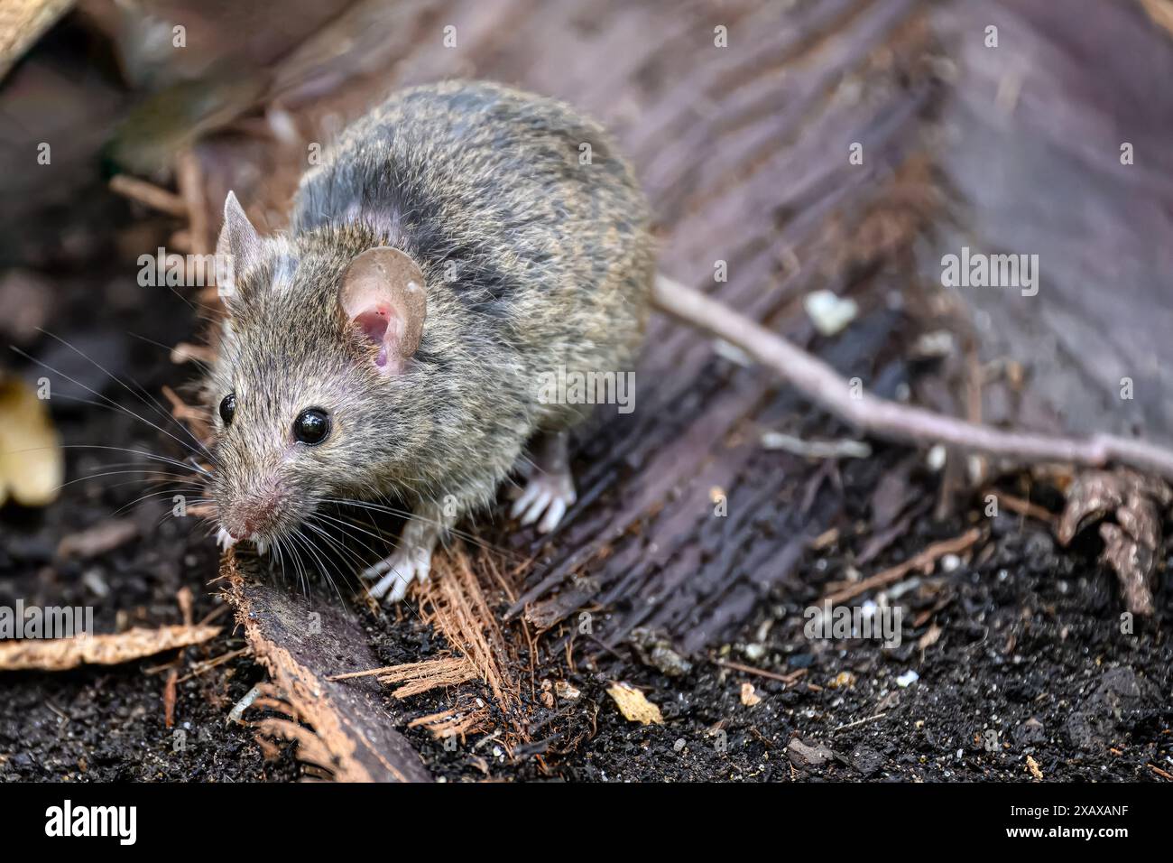 Mus musculus cat hi-res stock photography and images - Alamy