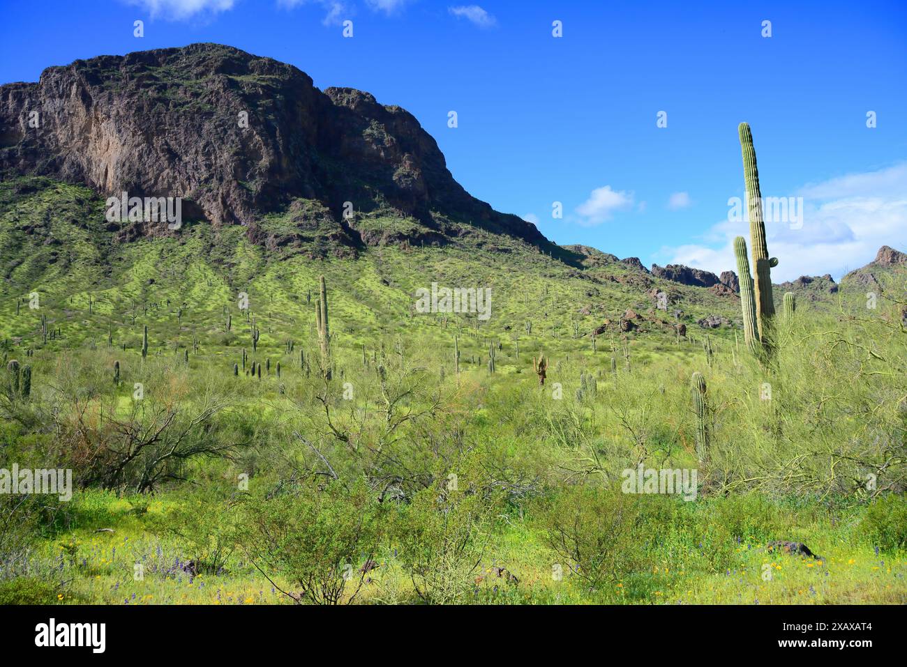 The Vast Sonora desert Pichaco Peak in central Arizona USA on a early ...