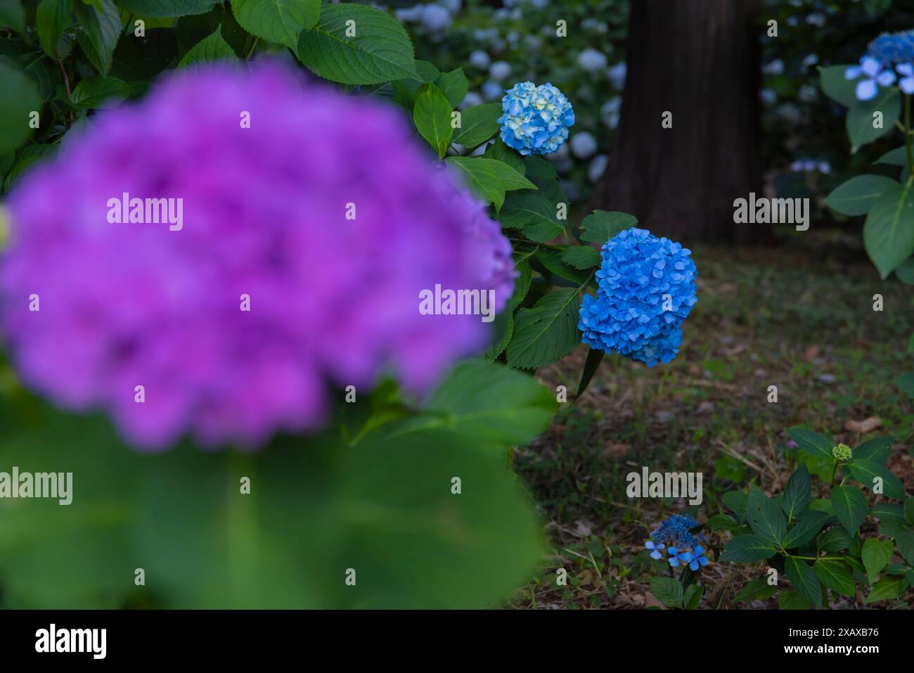 A hydrangea flower at the garden in the public park medium shot front ...