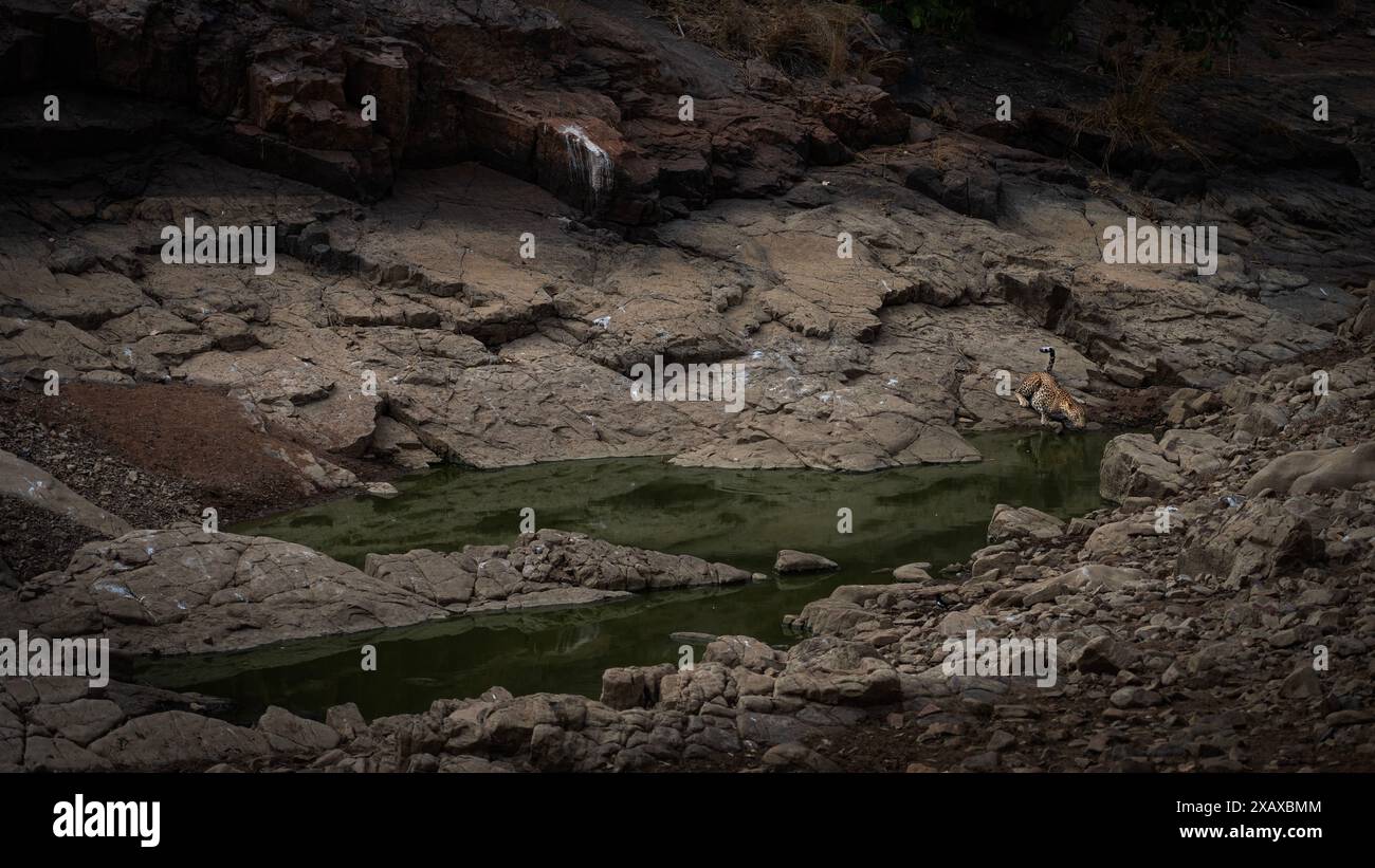 Indian leopard stalking in Ranthambore Stock Photo - Alamy