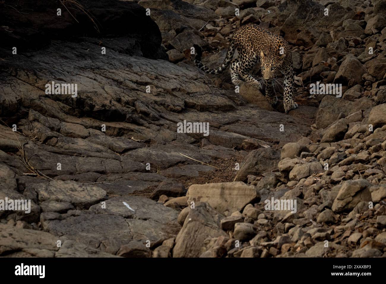 Indian leopard stalking in Ranthambore Stock Photo - Alamy