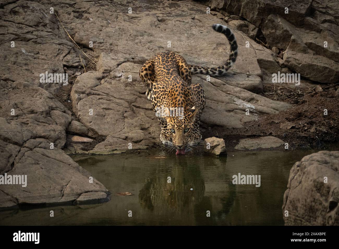 Indian leopard walking on rocks hi-res stock photography and images - Alamy