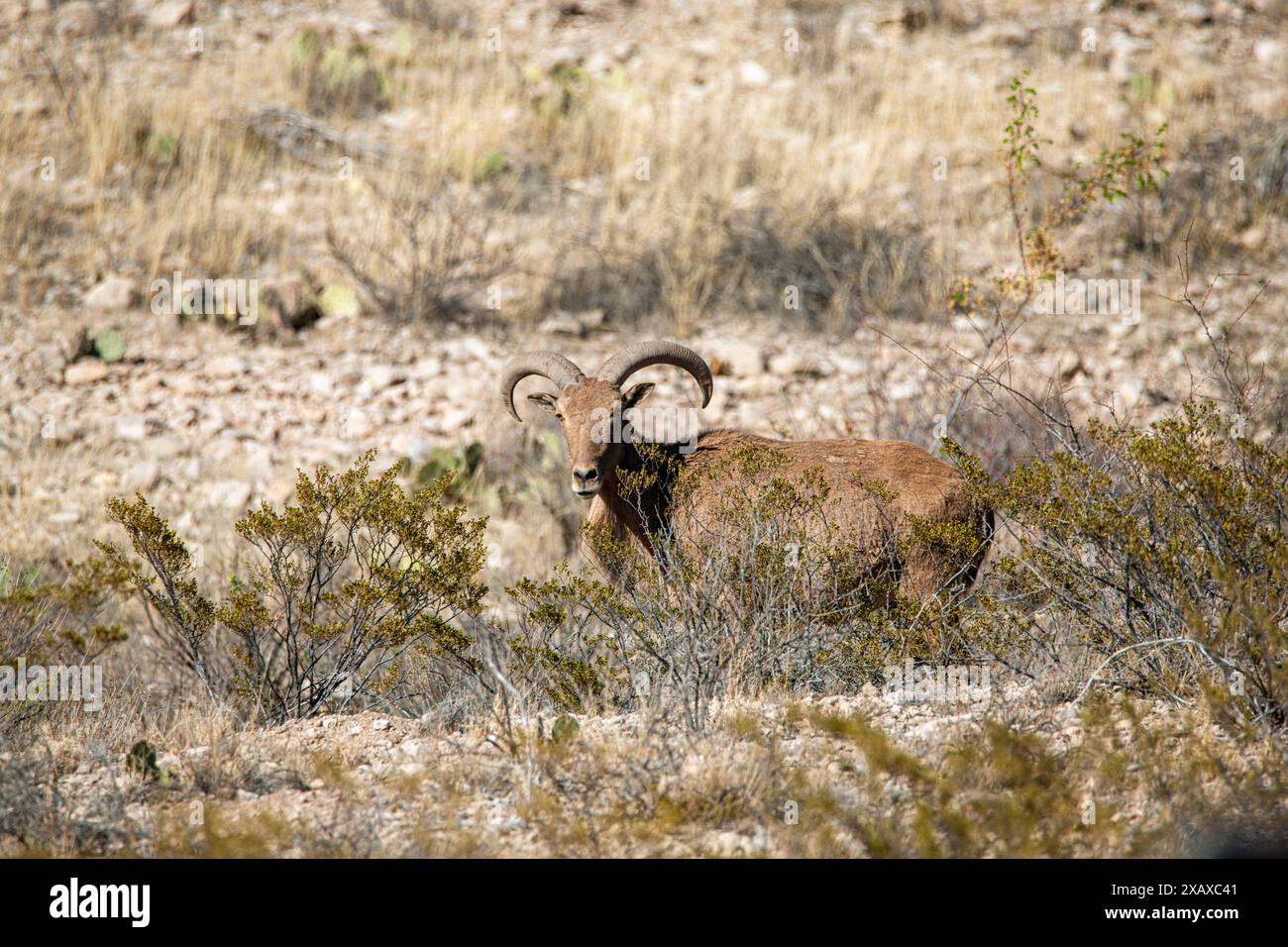 Barbary sheep hiding behind bushes Stock Photo - Alamy