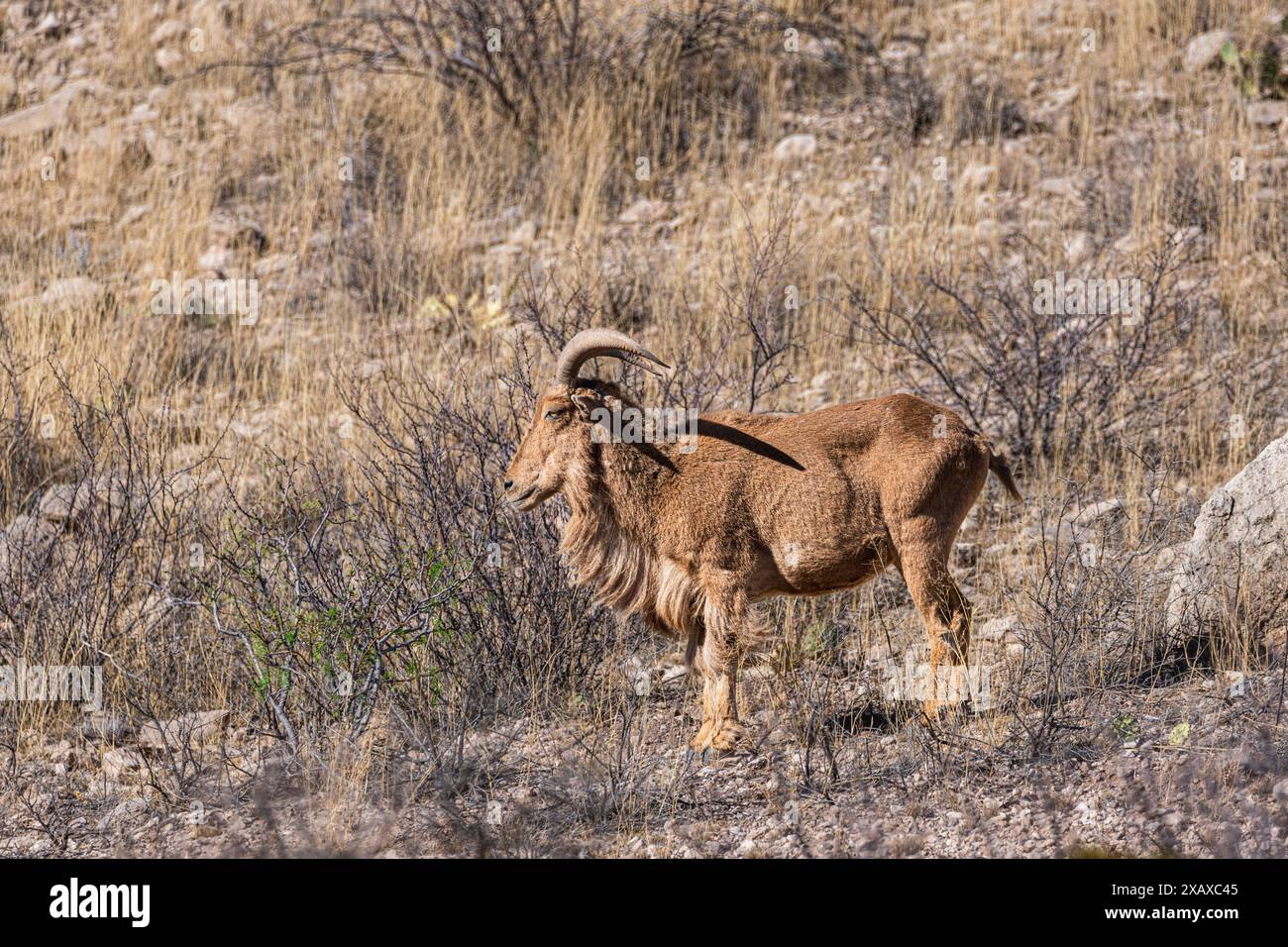 Bighorn ram profile hi-res stock photography and images - Alamy