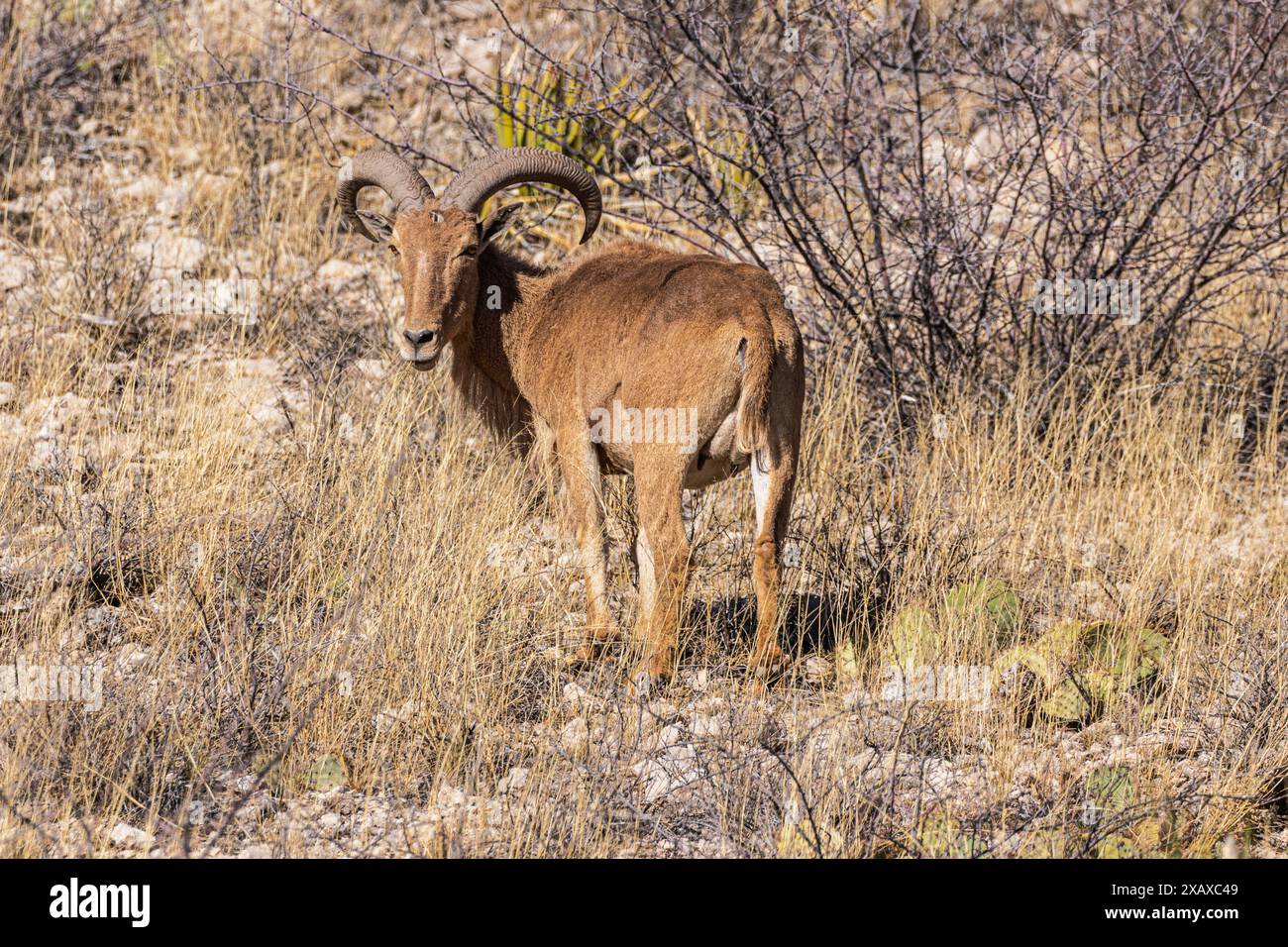 Male barbary sheep looking behind Stock Photo - Alamy