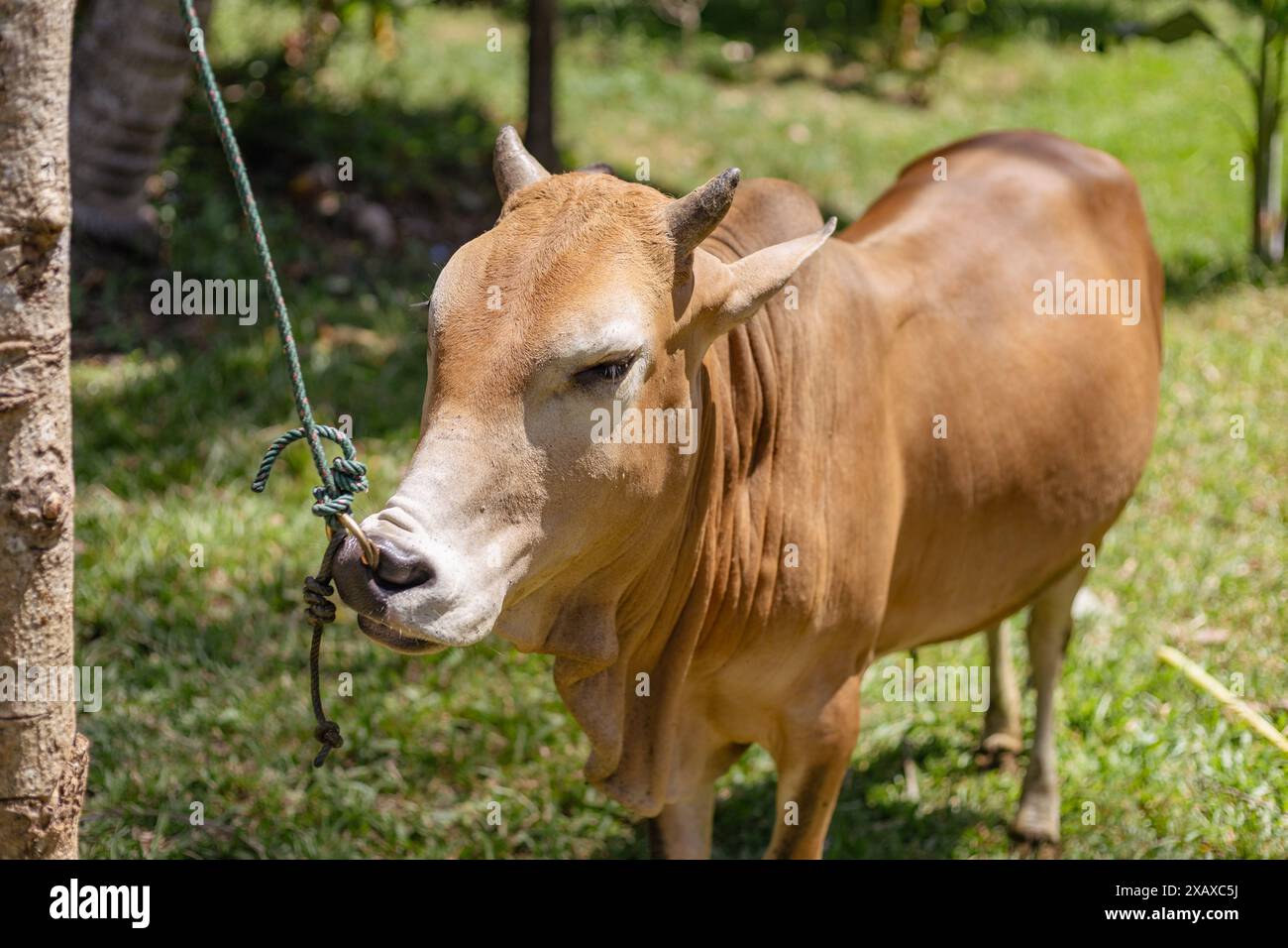 Cows in the village for the preparation of Eid al-Adha sacrificial ...