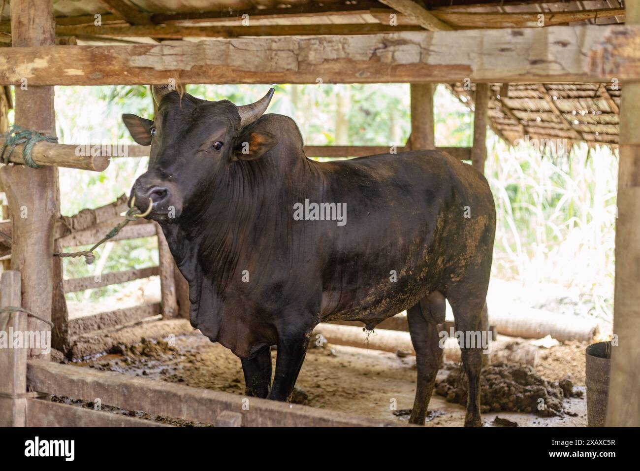 Cows in the village for the preparation of Eid al-Adha sacrificial ...