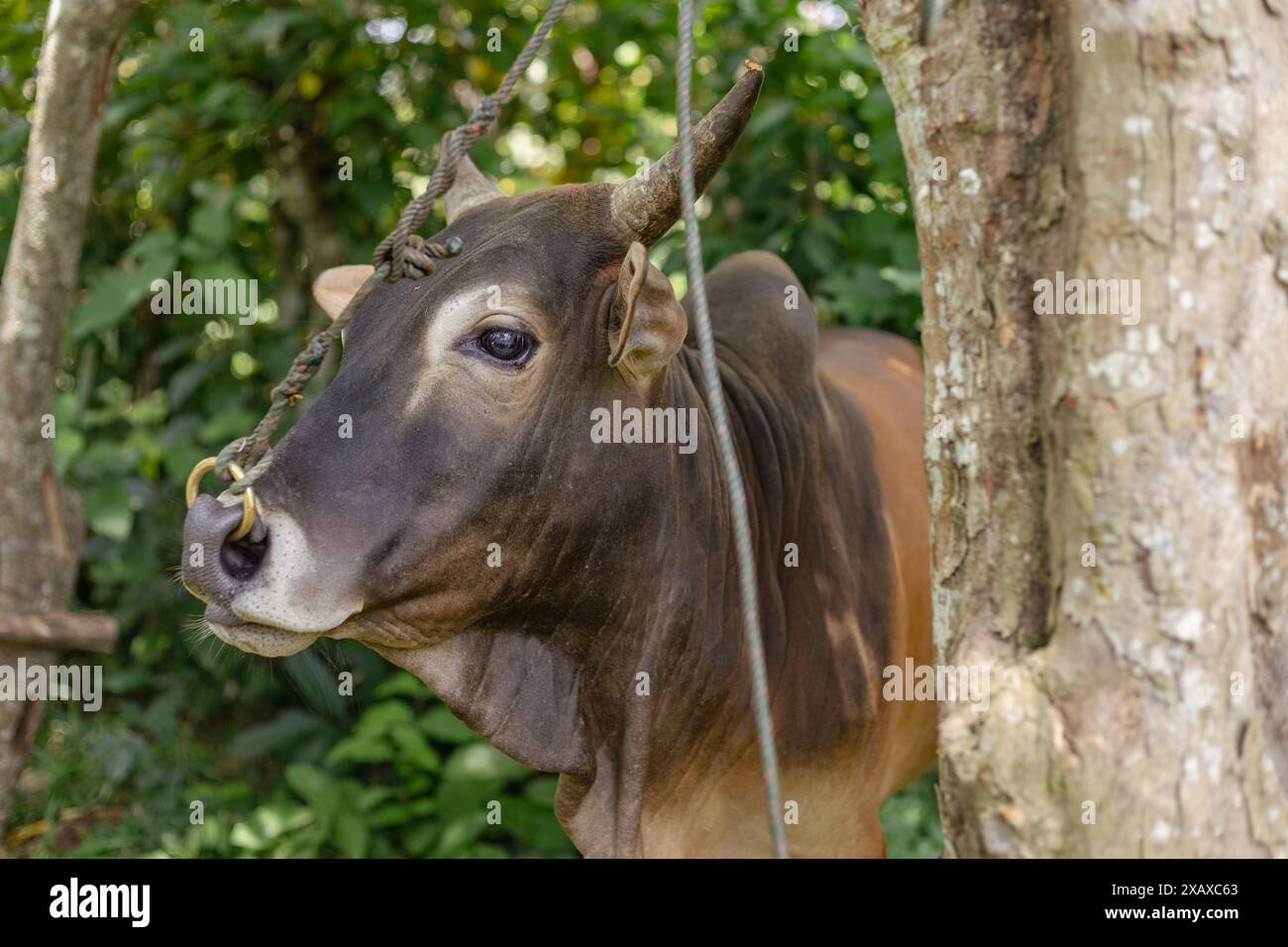 Cows in the village for the preparation of Eid al-Adha sacrificial animals. The cow stands on ...
