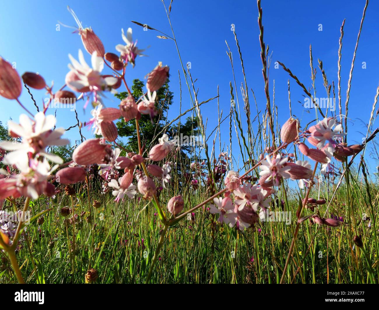 Virtuositaet hi-res stock photography and images - Alamy