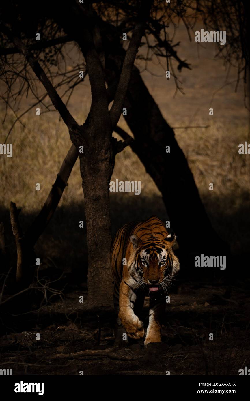Ranthambore tiger walking in morning tiger Stock Photo - Alamy