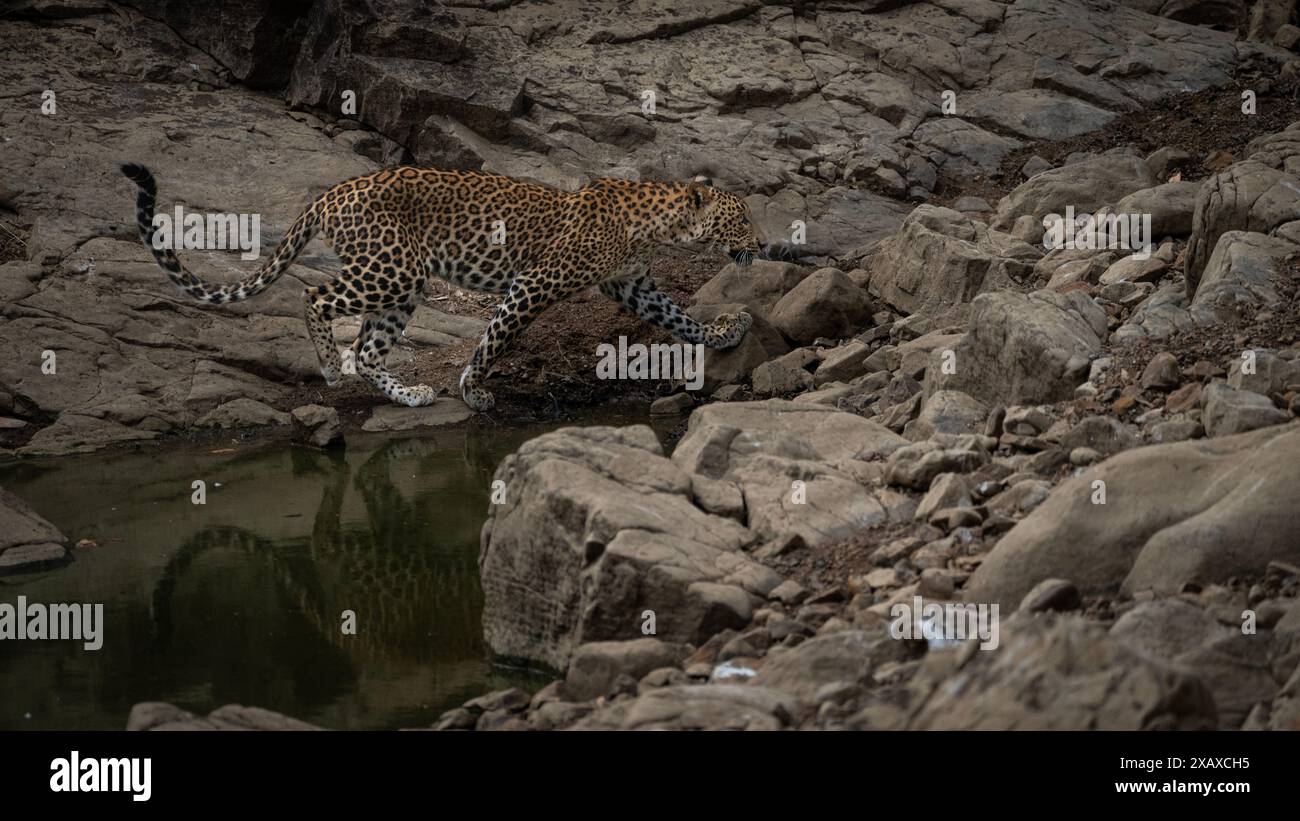 Leopard in dry deciduous landscape of Ranthambore Stock Photo - Alamy