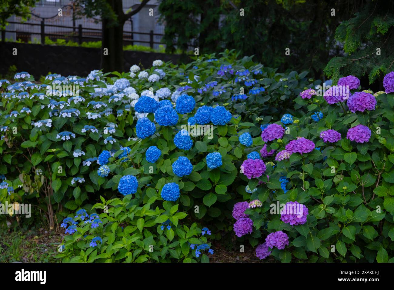 A hydrangea flower at the garden in the public park medium shot Stock ...