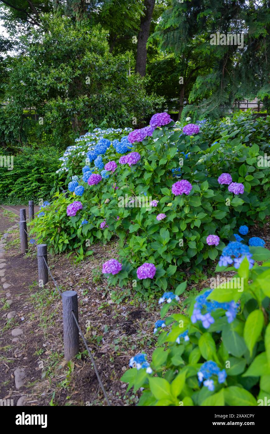 A hydrangea flower at the garden in the public park medium shot Stock ...