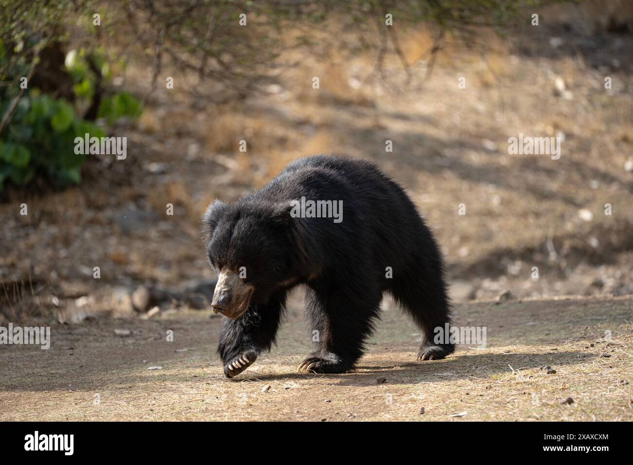 Sloth walking hi-res stock photography and images - Alamy