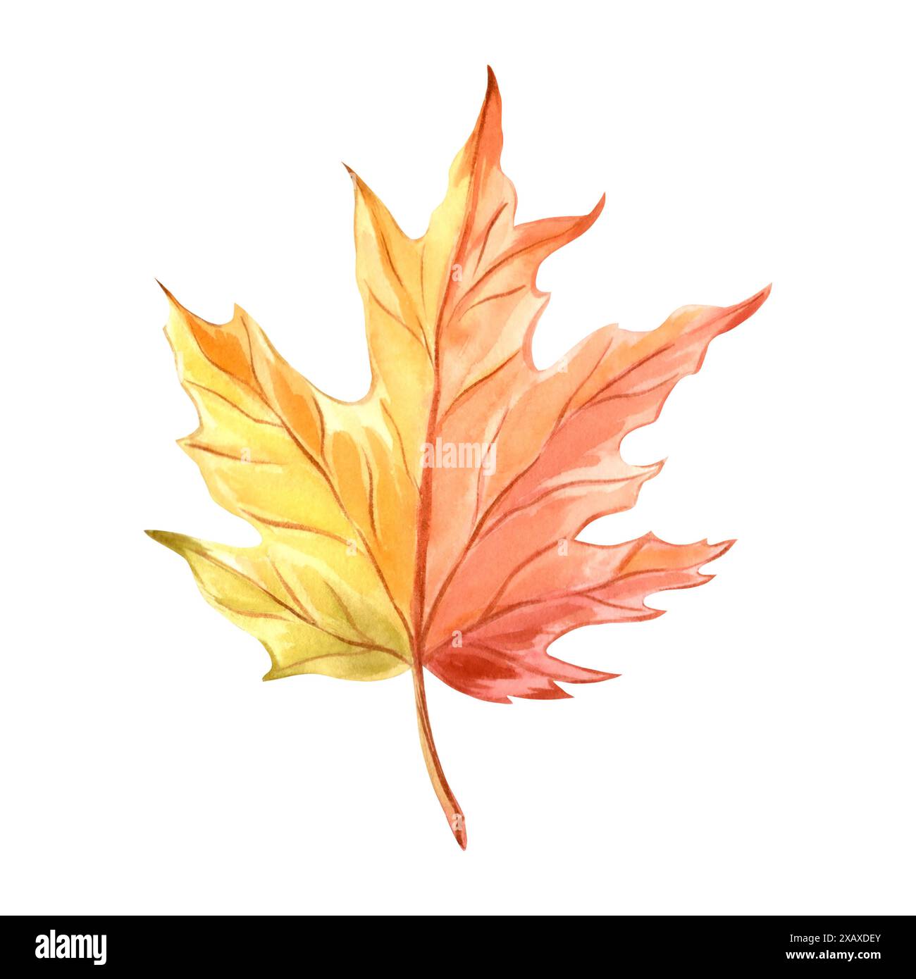 Maple leaf autumnal. Golden fall tree. Hand drawn watercolor ...