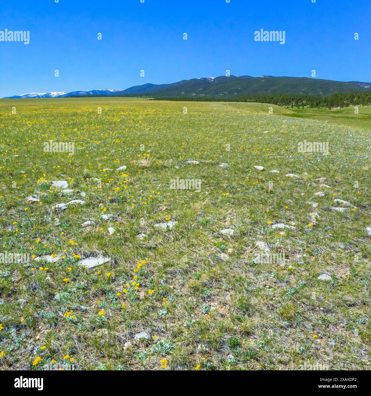 tipi ring on the prairie below the big snowy mountains near judith gap ...