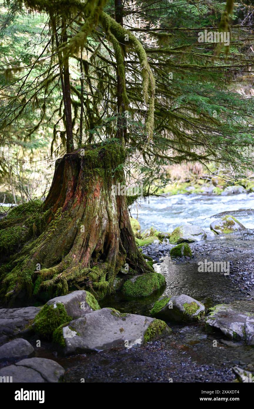 Old sawed off tree stump in the woods with Sol Duc River in the ...