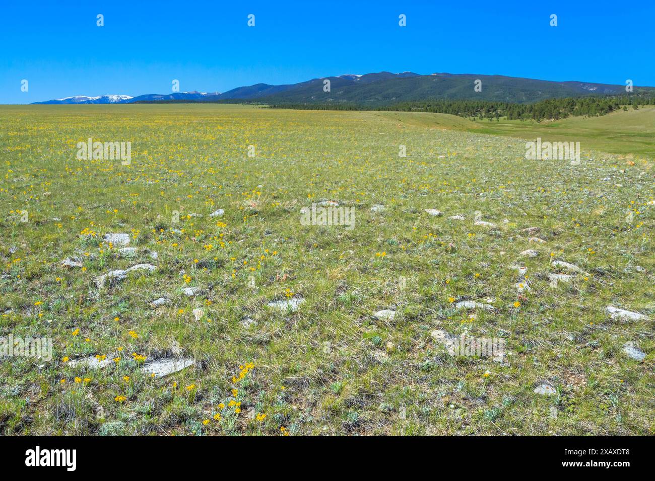 tipi ring on the prairie below the big snowy mountains near judith gap ...