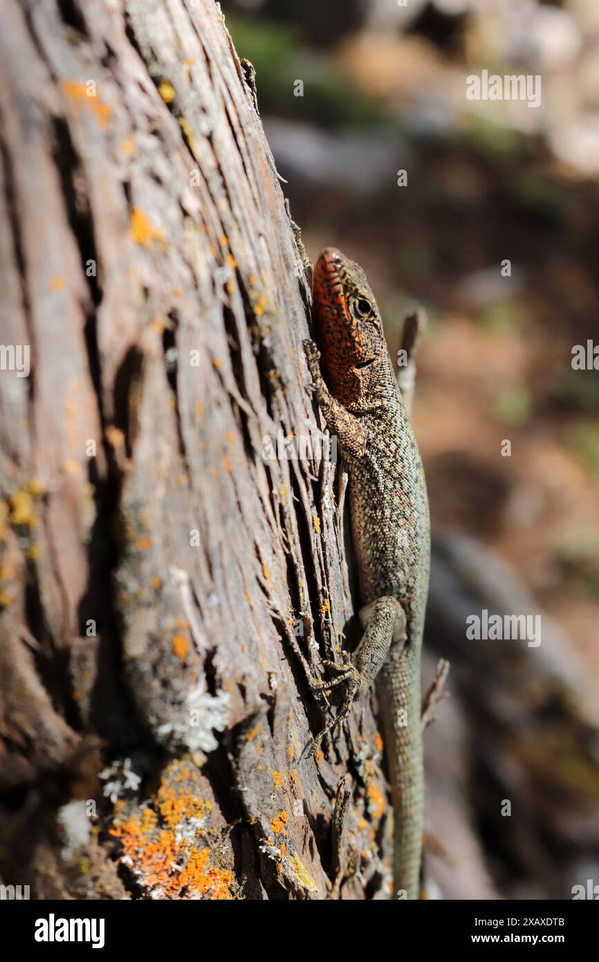 Curious lizard. Wild life. Animal background Stock Photo - Alamy